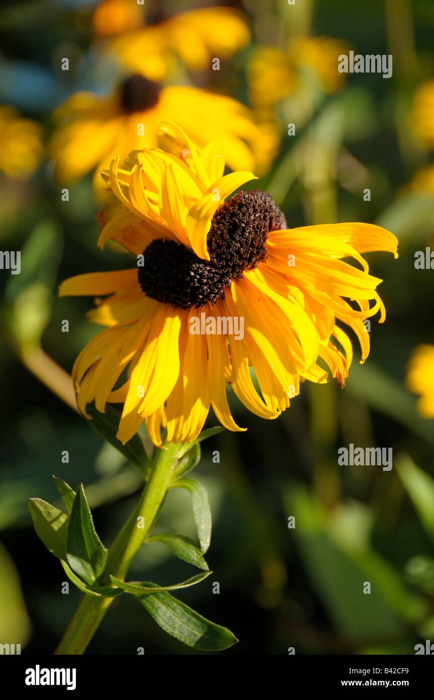 Deformed daisy hi-res stock photography and images - Alamy
