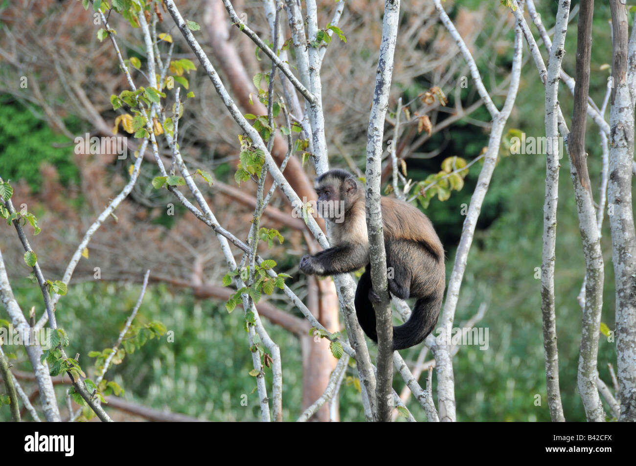Black capped capuchin brown capuchin monkey cebus hi-res stock ...