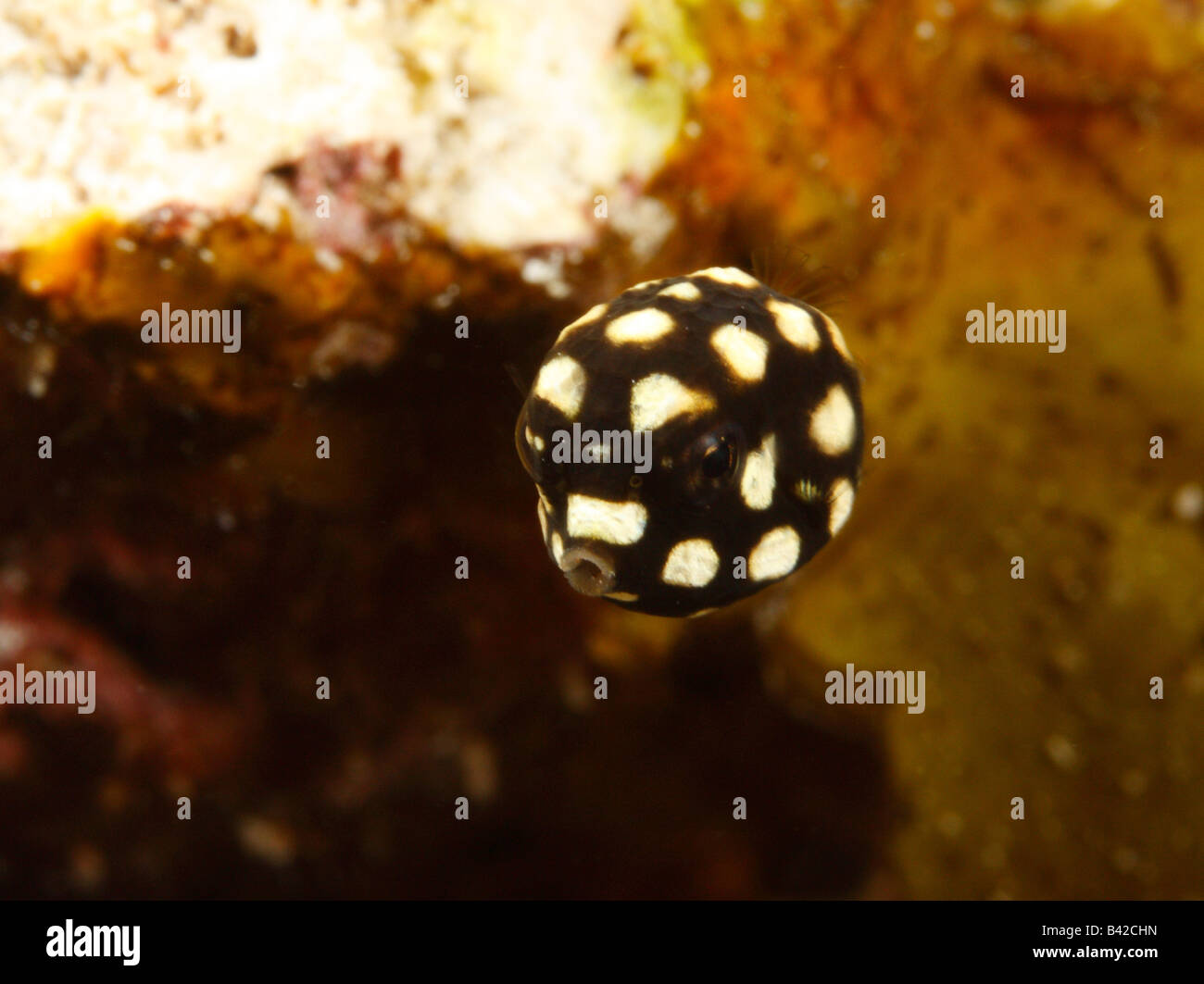 A full face view of Juvenile Smooth Trunkfish swimming in the coral ...