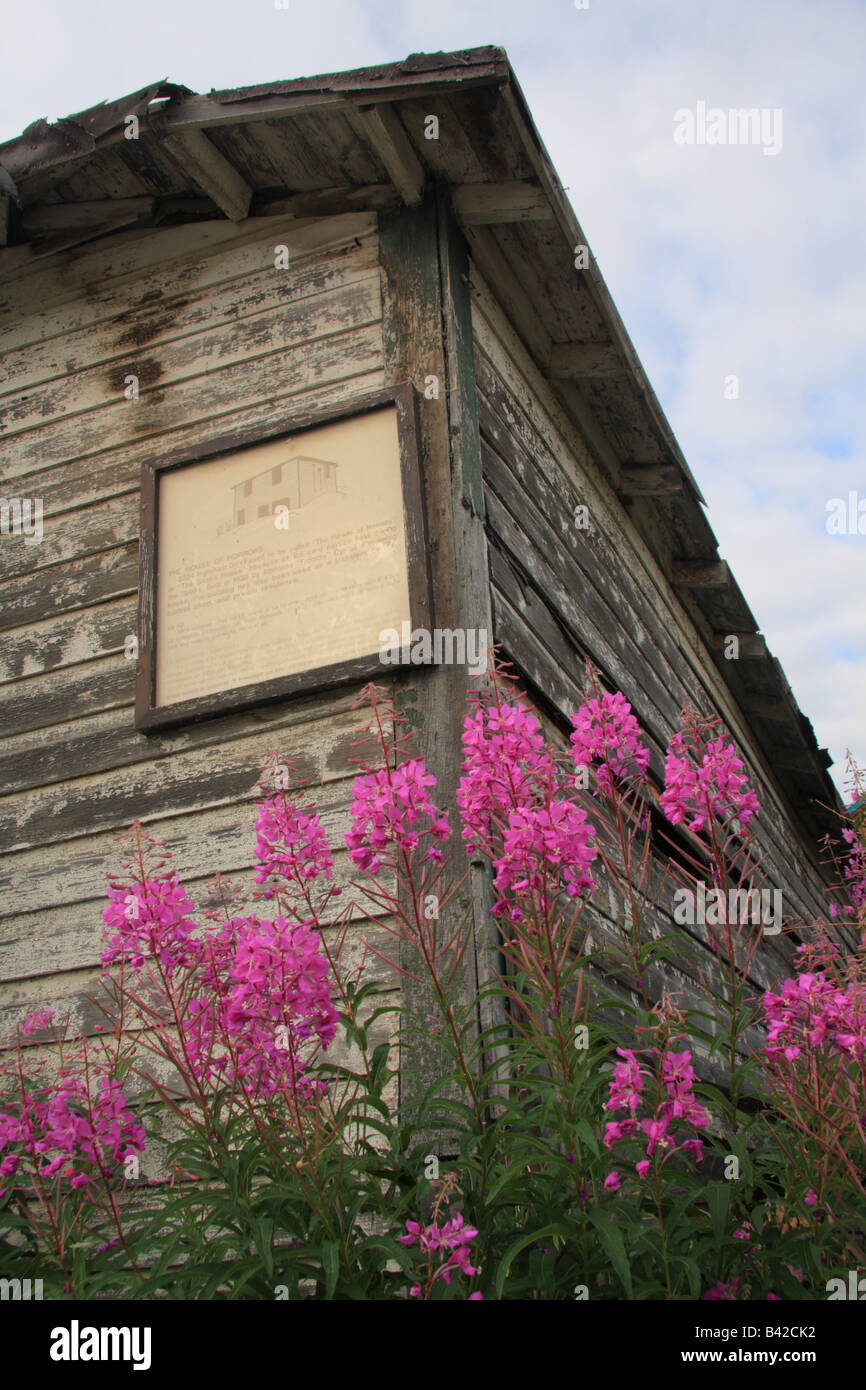 Northwest Territories Flower High Resolution Stock Photography and ...