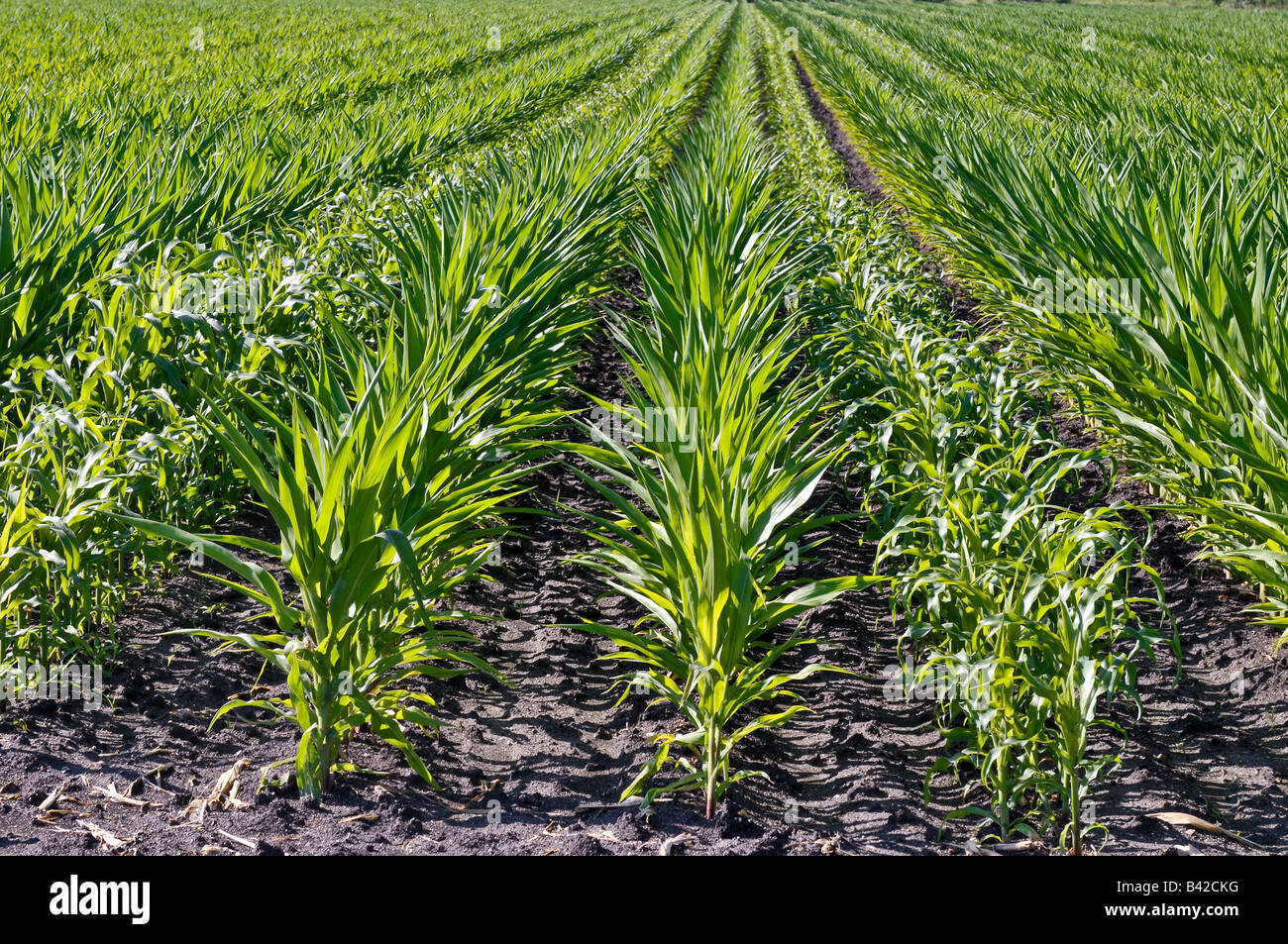 A maize hybrid field Stock Photo - Alamy