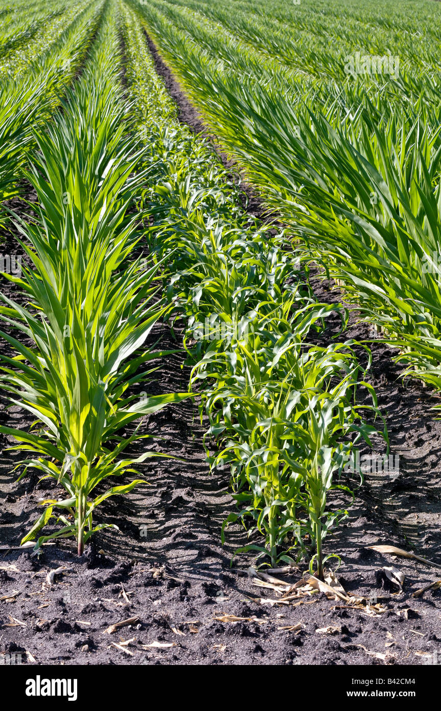 A maize hybrid field Stock Photo - Alamy