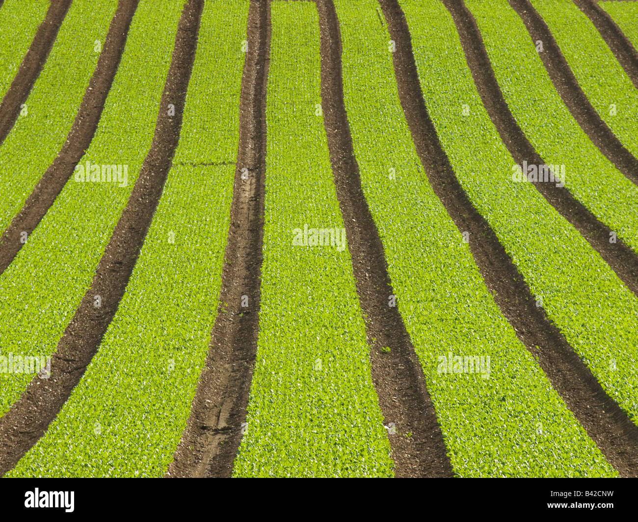 Vertical rows of green crop growing in a field, Orpington, Kent, UK ...