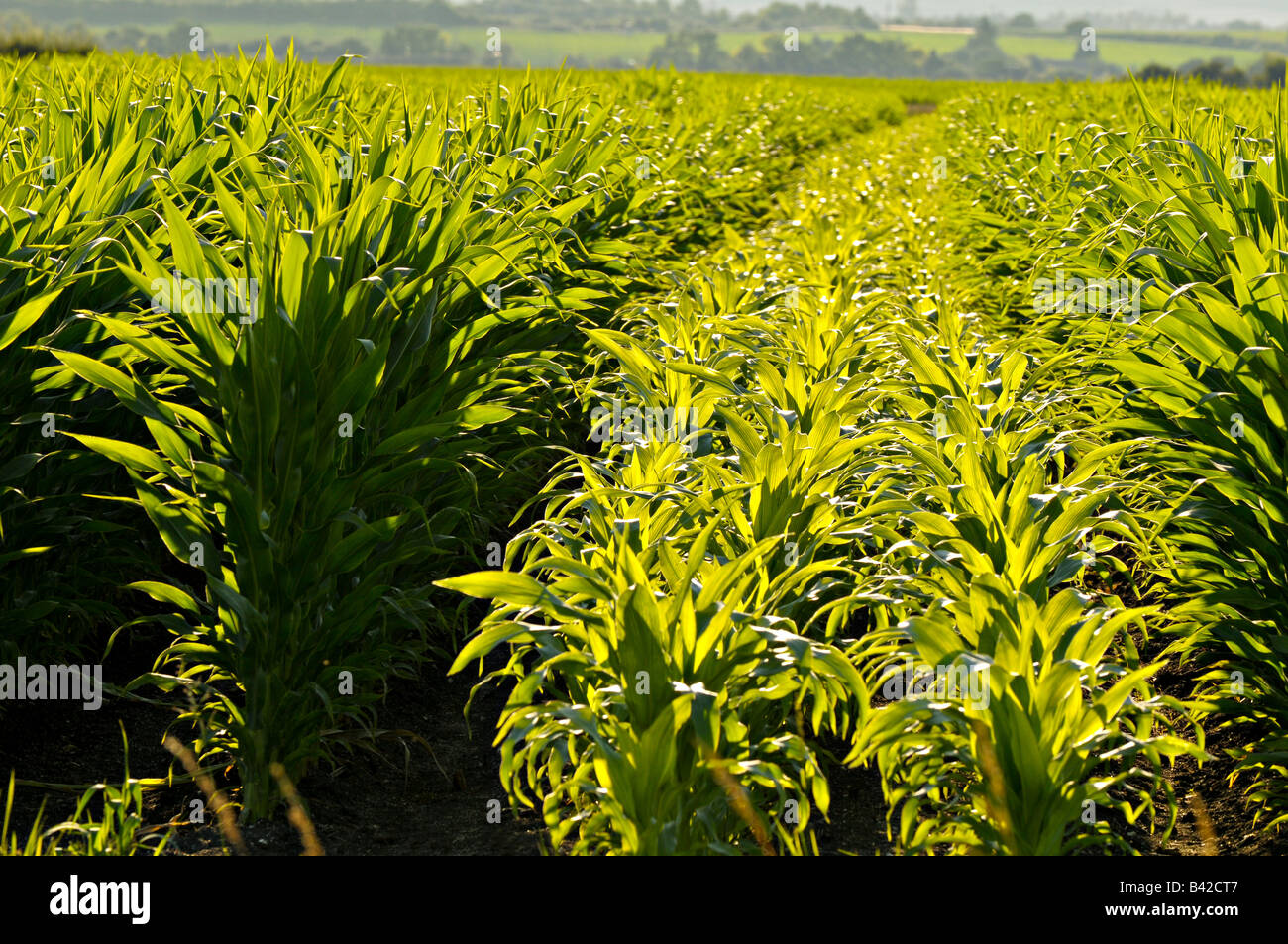 A maize hybrid field Stock Photo - Alamy