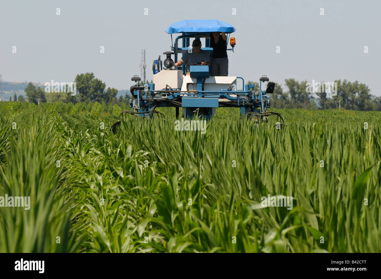 A corn topper in action (emasculation for the production of seed of ...