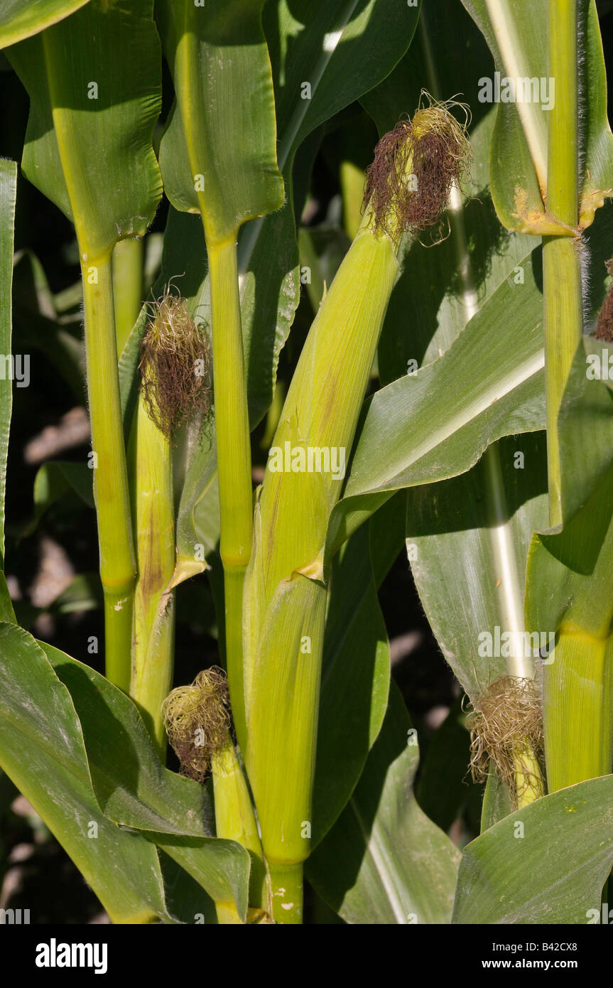 Maize flower hi-res stock photography and images - Alamy