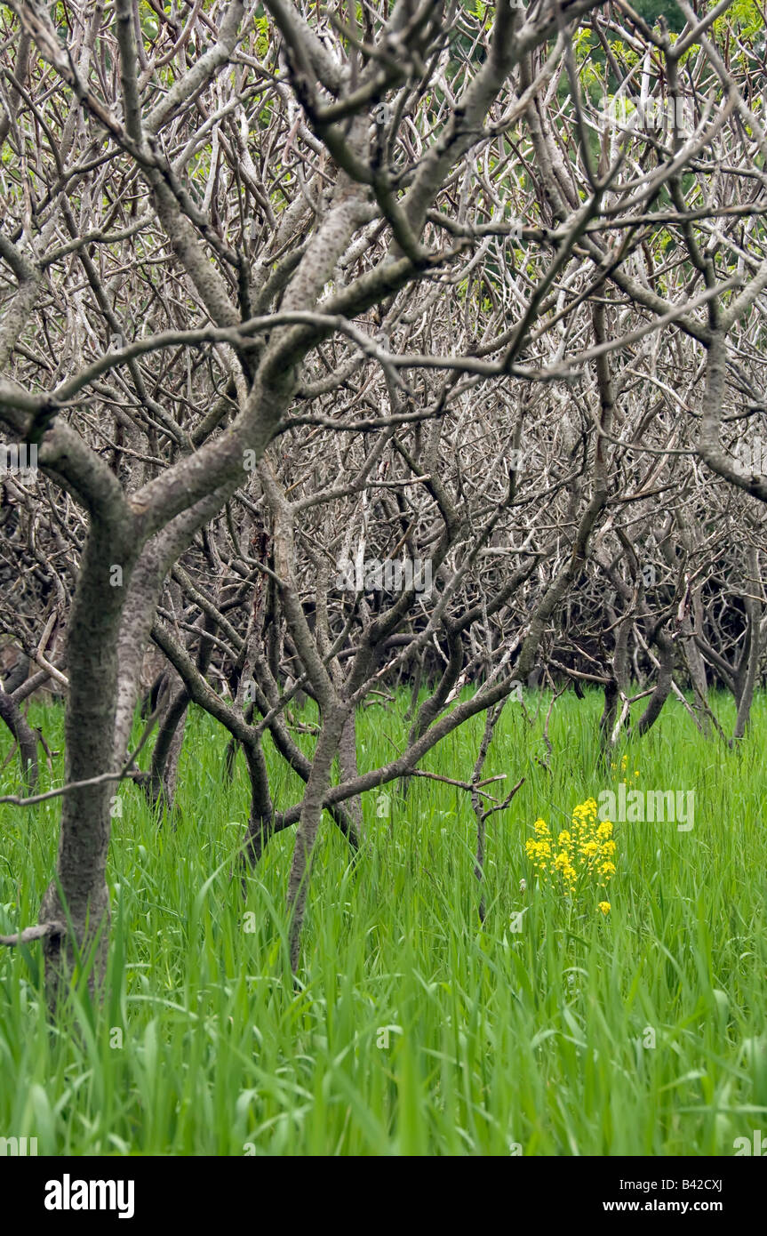 Springtime in northern Illinois Stock Photo - Alamy