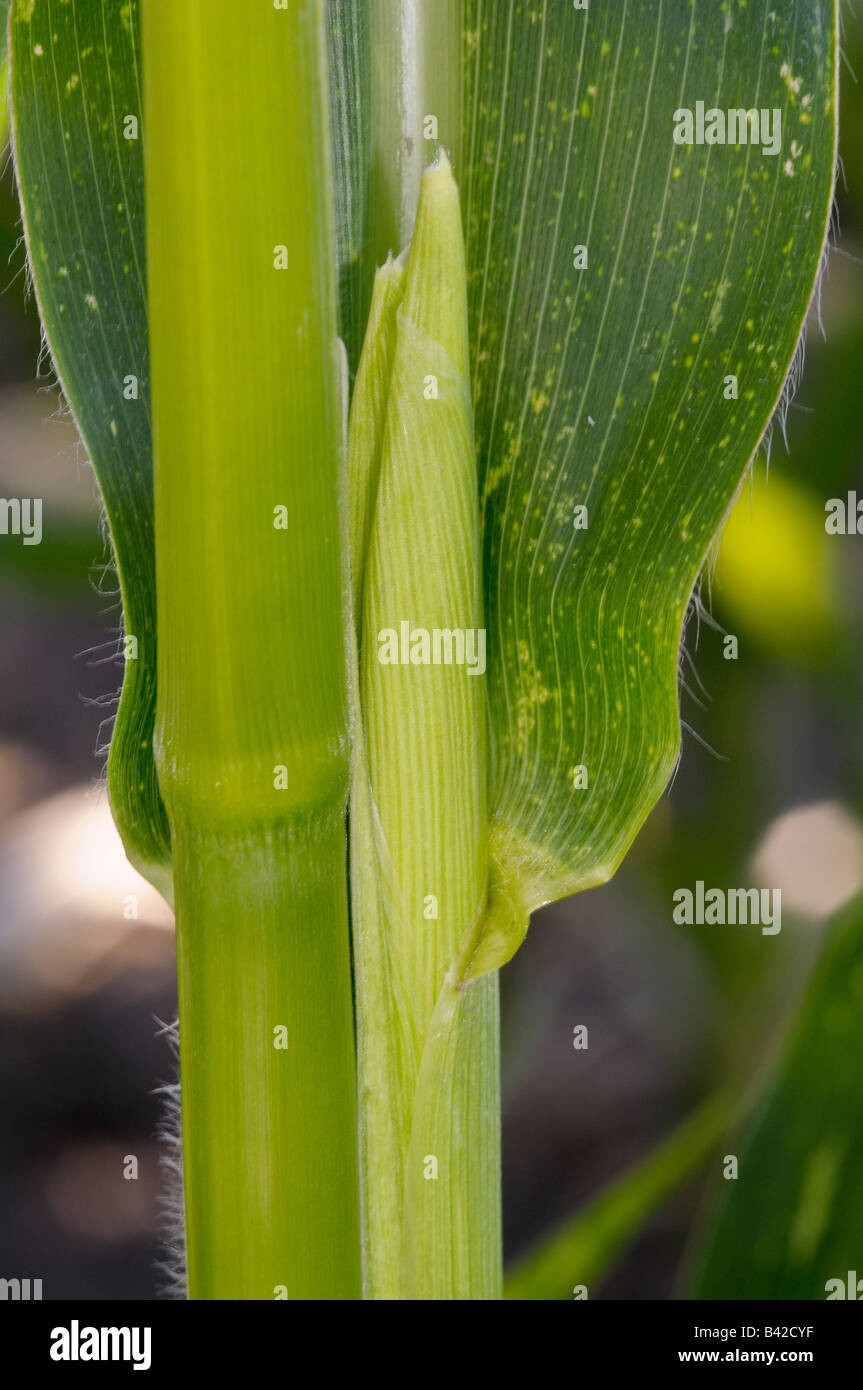 Maize female bud Stock Photo - Alamy
