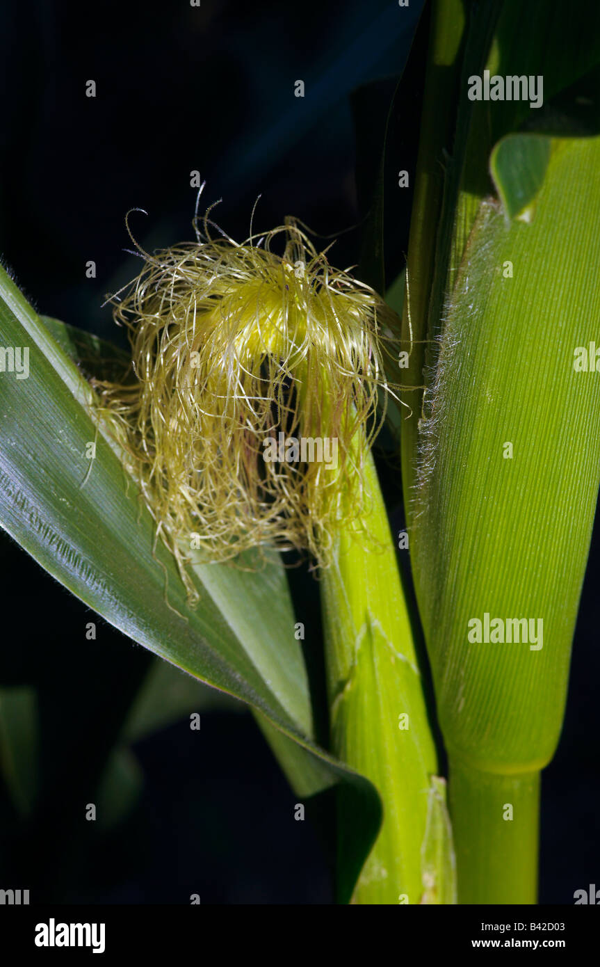 Maize showing ears and silk Stock Photo - Alamy