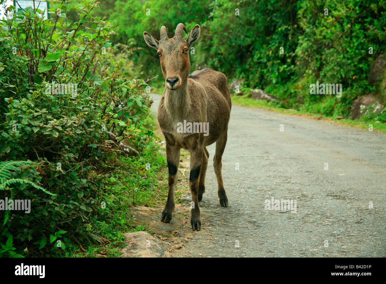 Nilgiri Tahr or Nilgiri Ibex or ibex(Nilgiritragus hylocrius) native to ...