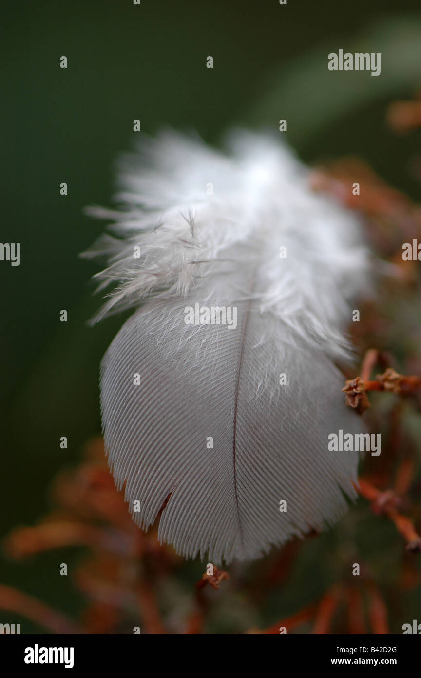 Downy bird hi-res stock photography and images - Alamy