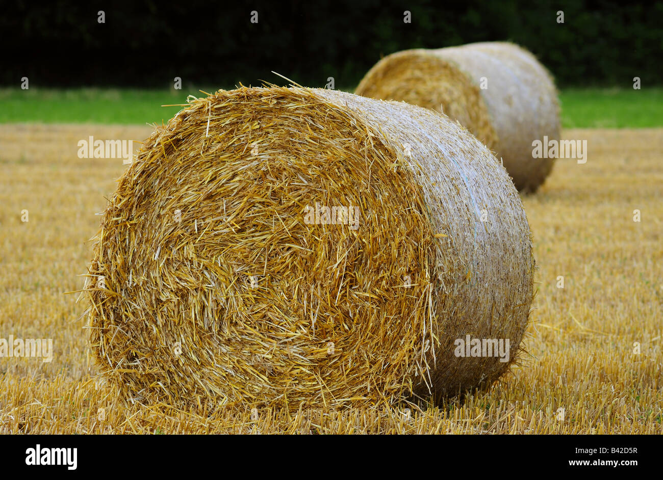 Straw cultivation hi-res stock photography and images - Alamy