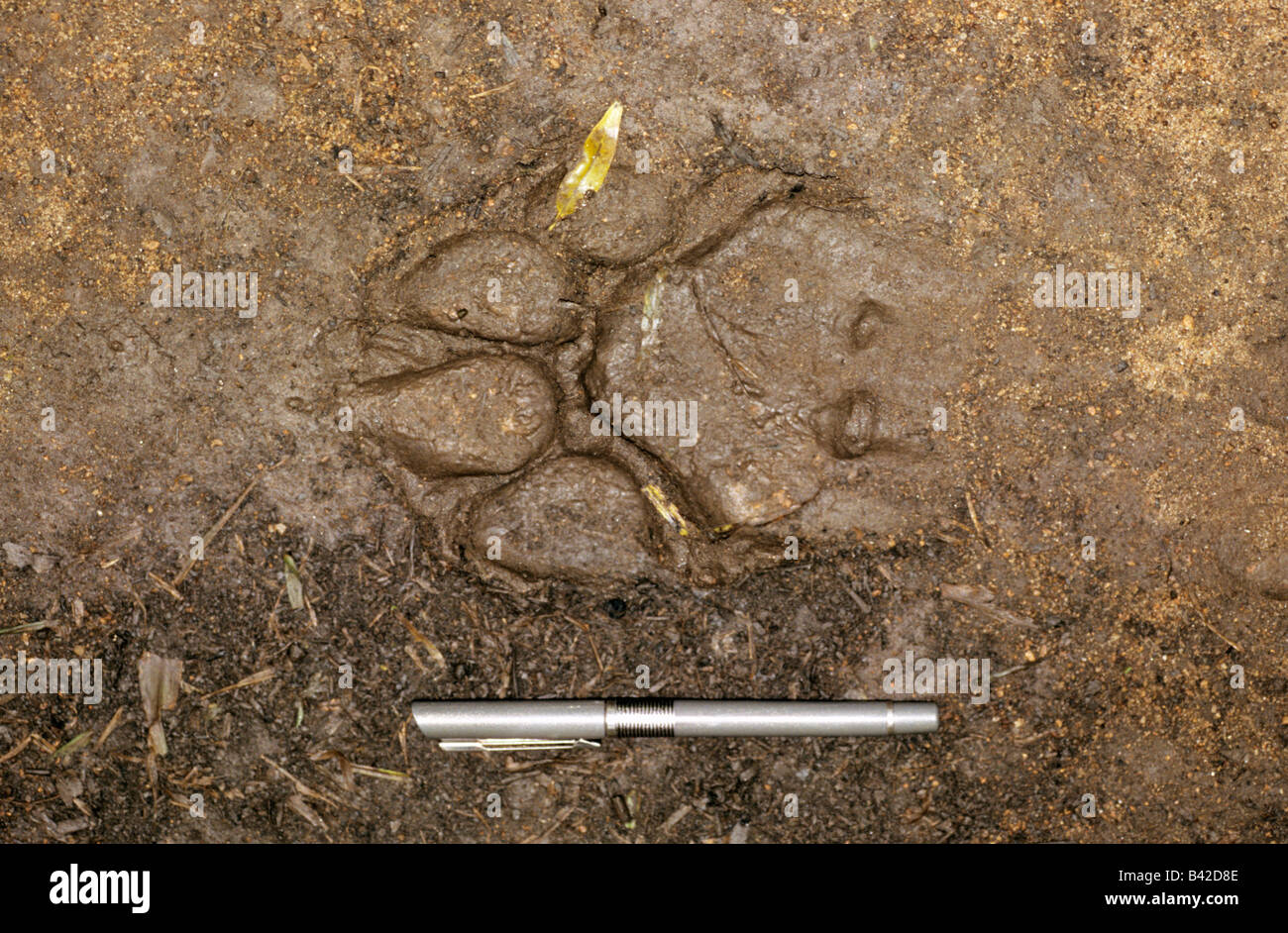 Tiger pugmark hi-res stock photography and images - Alamy