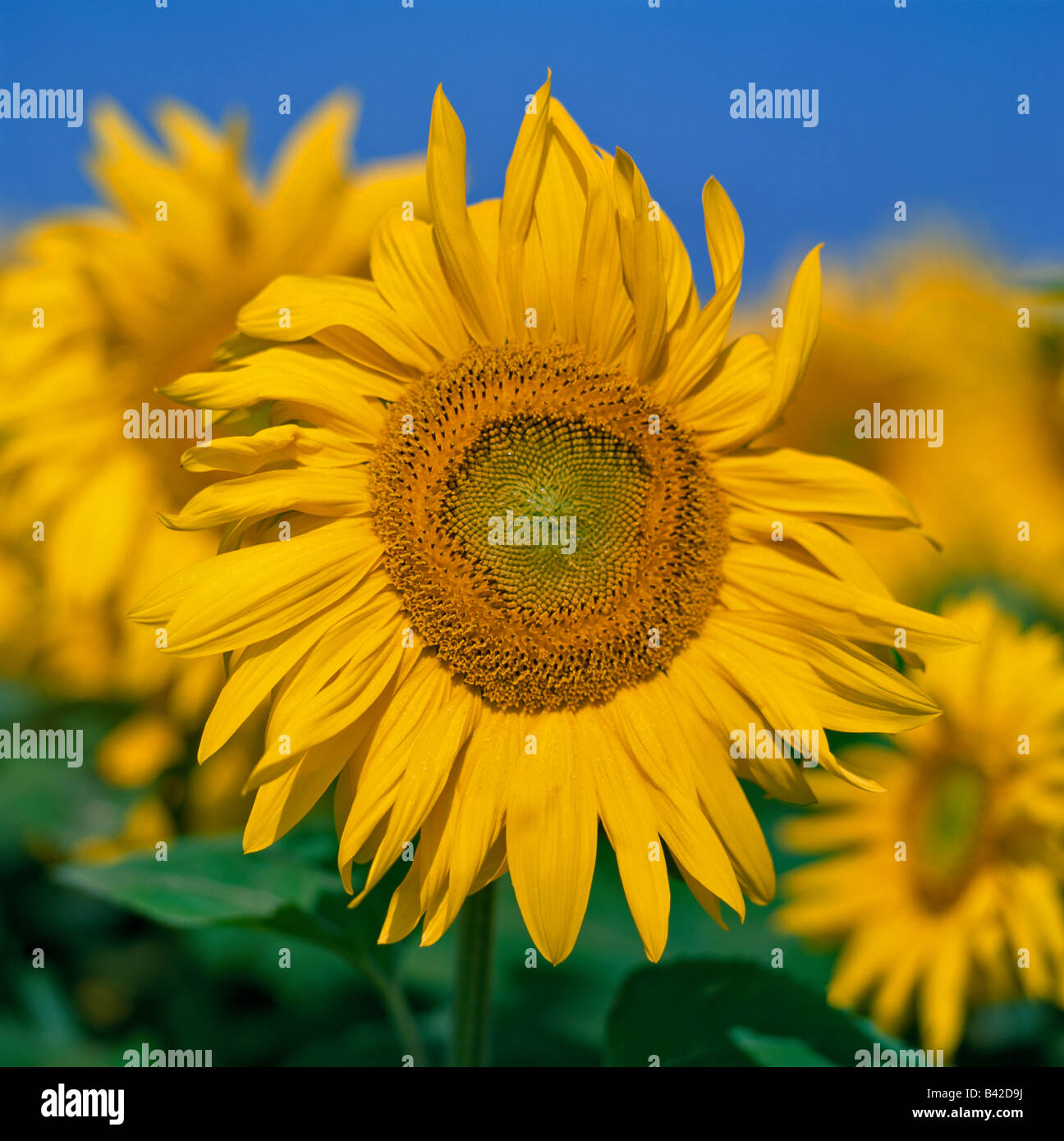 Bright yellow sunflowers in Provence Stock Photo - Alamy
