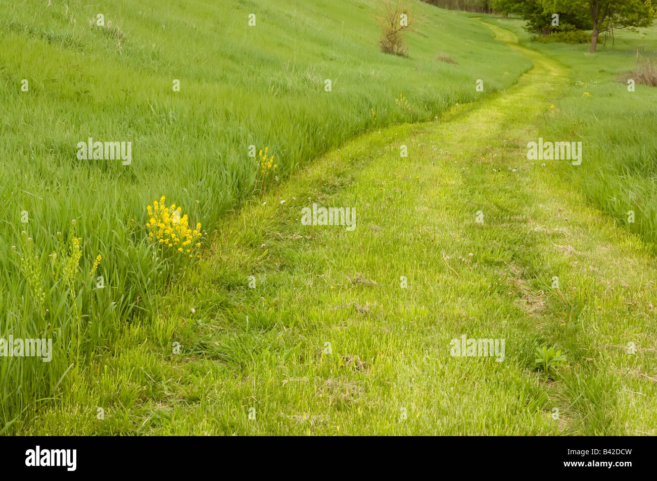 Road of grass Stock Photo - Alamy