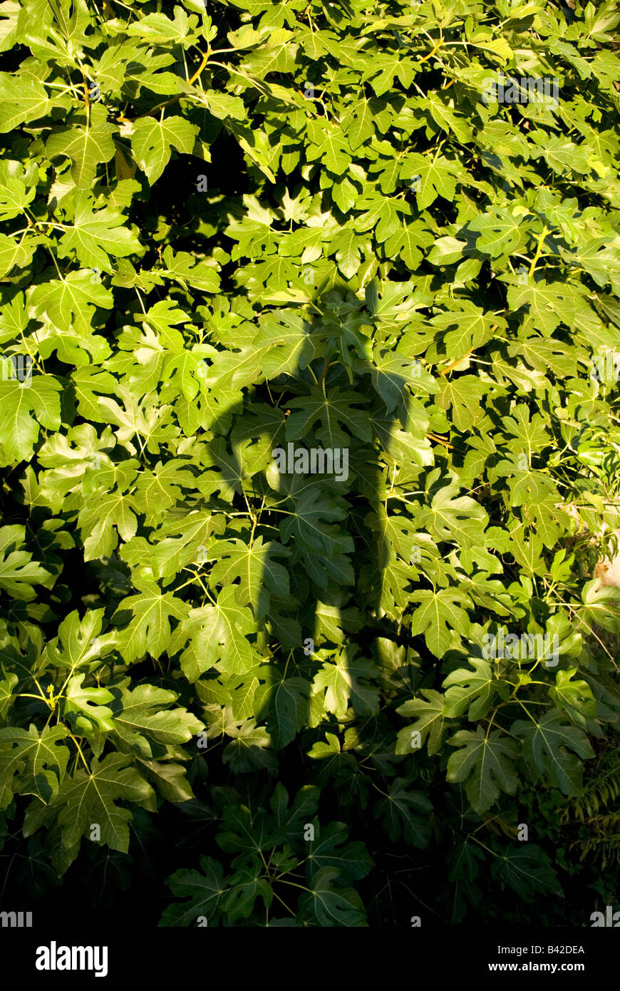 someones full length shadow is projected onto thick foliage provided by ...