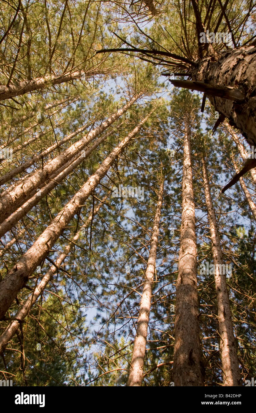 Tall pines hi-res stock photography and images - Alamy
