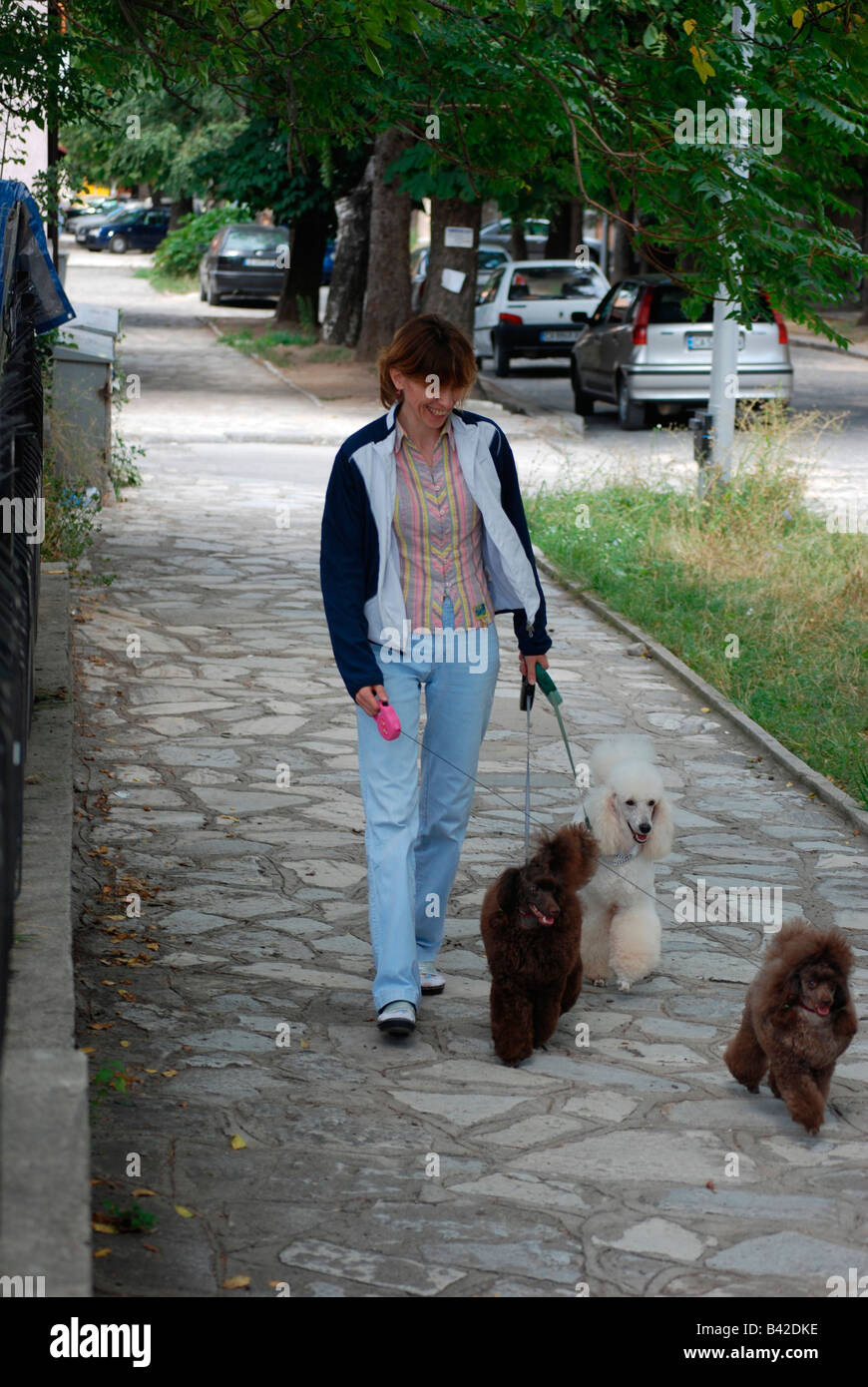 Woman walking her dogs poodles Stock Photo - Alamy