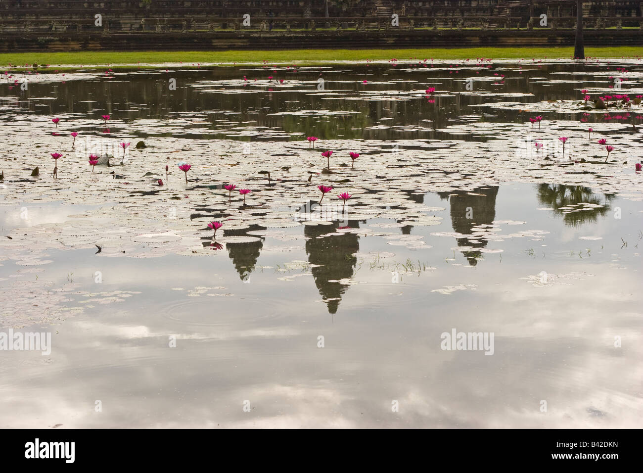 Angkor Wat reflection in lotus pond, Angkor Cambodia Stock Photo - Alamy