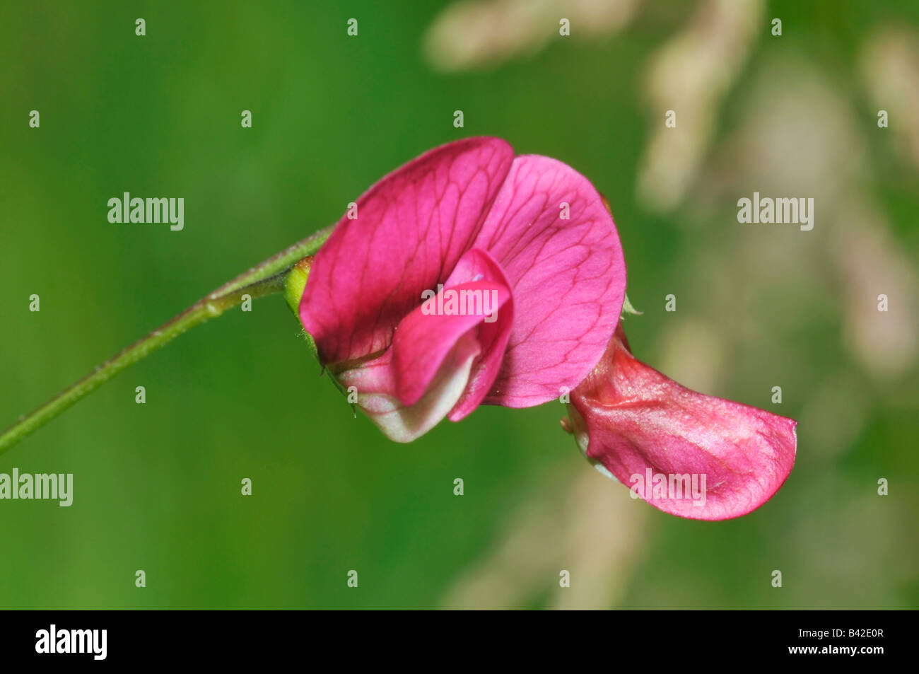 Grass Vetchling Lathyrus nissolia Stock Photo - Alamy