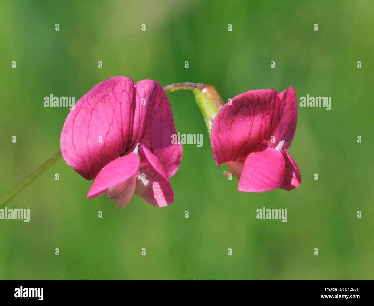 Grass Vetchling Lathyrus nissolia Stock Photo - Alamy