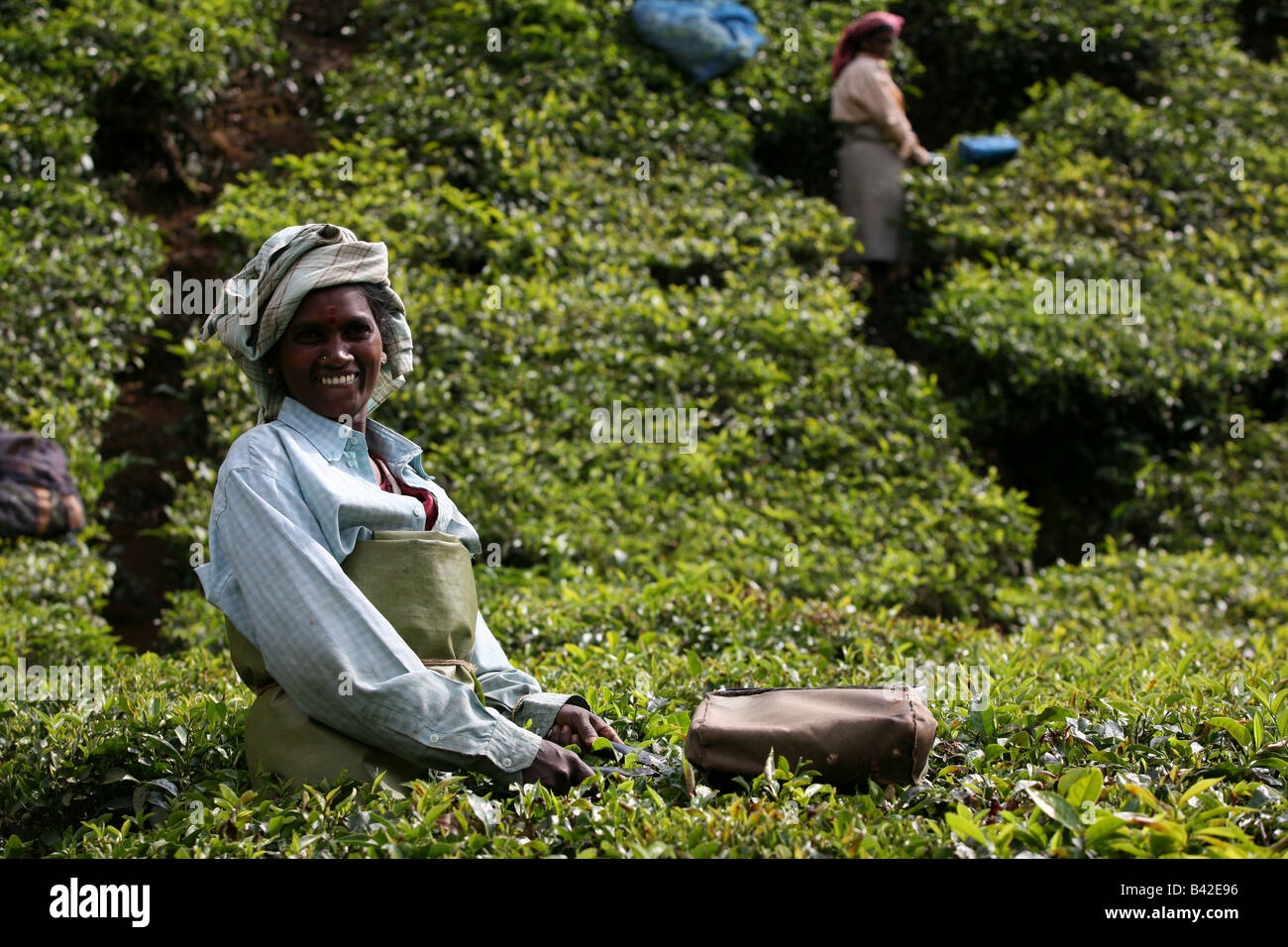 India tea plantations hi-res stock photography and images - Alamy