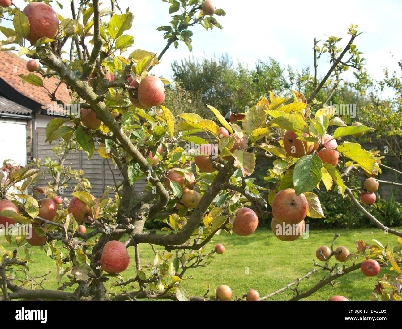 Autumn in norfolk uk hi-res stock photography and images - Alamy