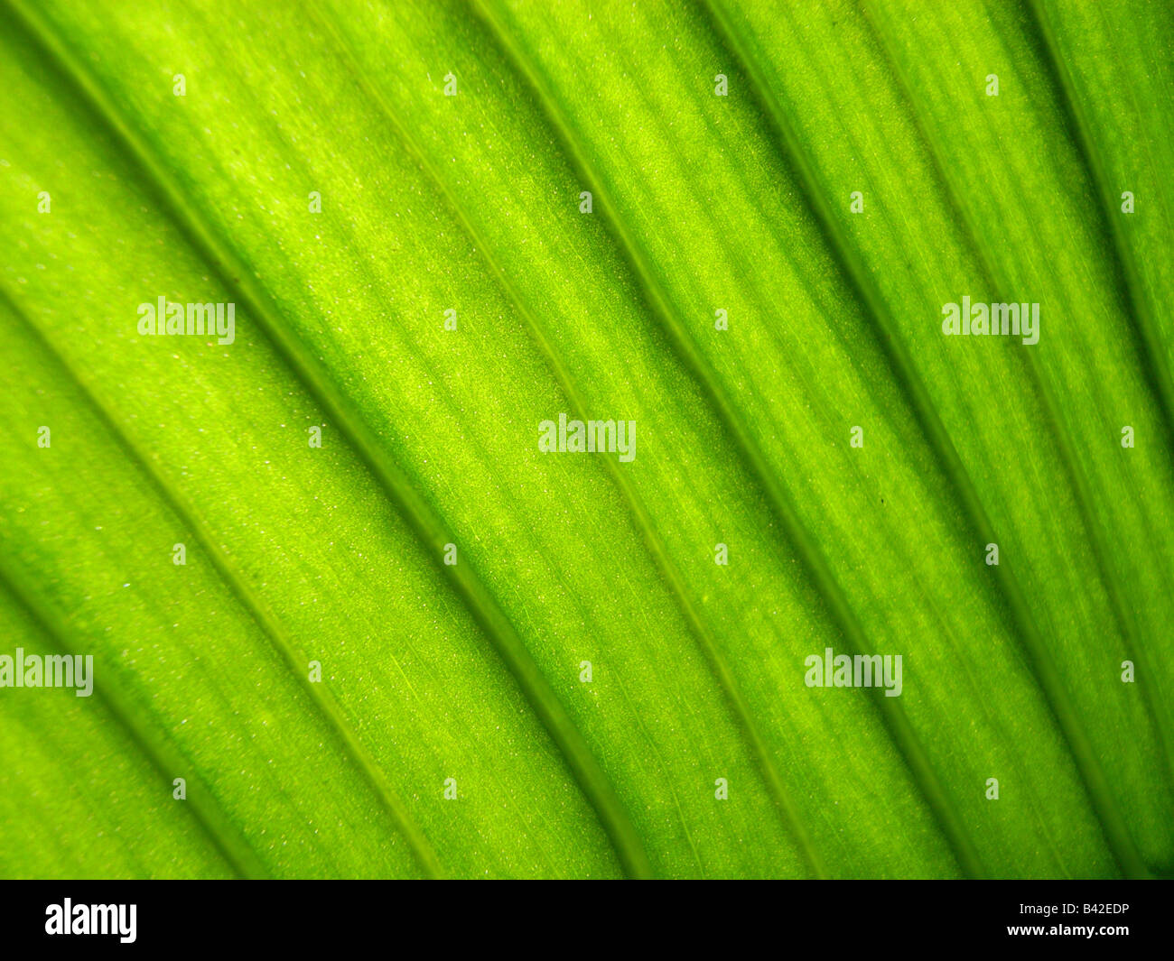 Rainforest Plants High Resolution Stock Photography and Images - Alamy