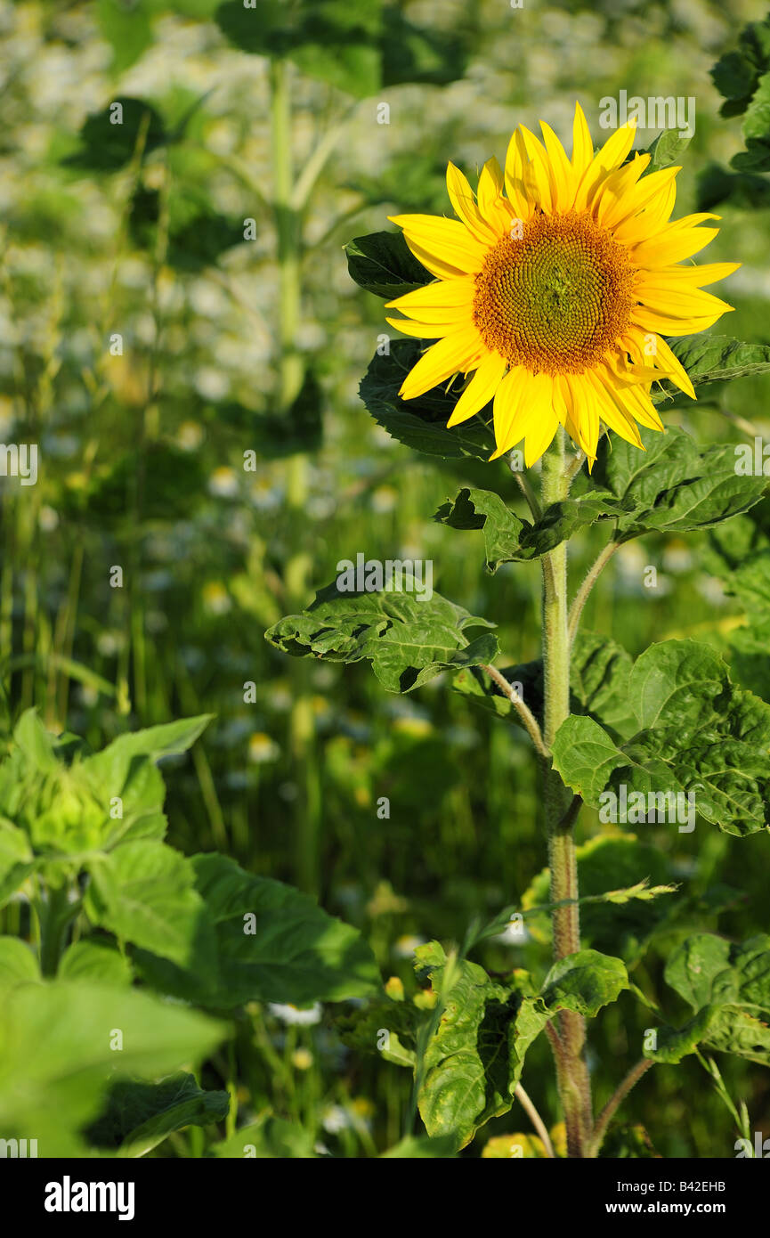The first sunflower Stock Photo - Alamy
