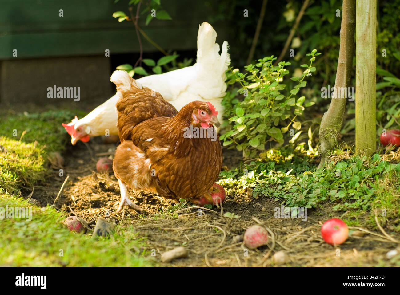 Chicken Bovan Goldline Hen Layer Stock Photo - Alamy