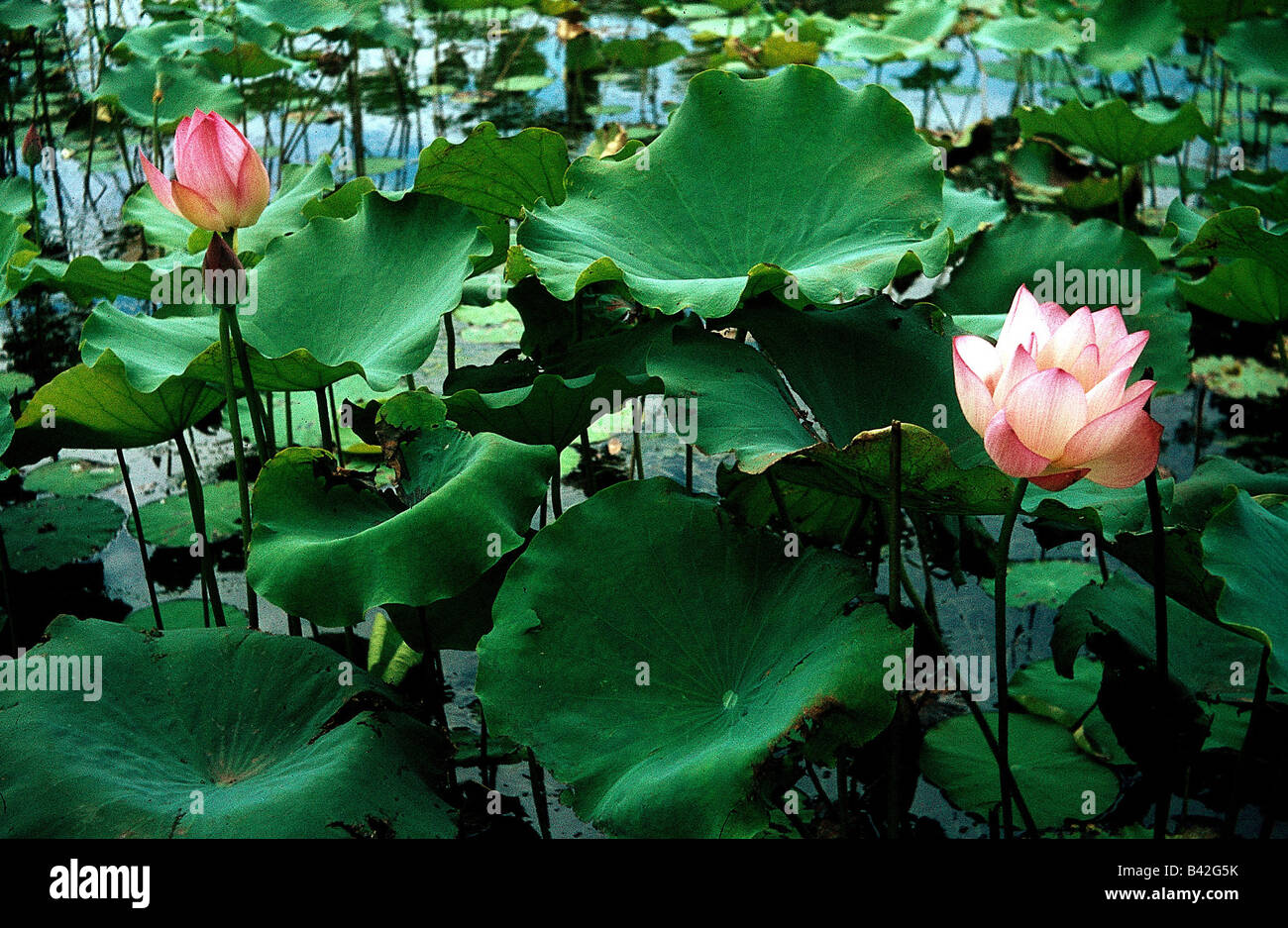 botany, Lotus, (Nelumbo), Indian Lotus, (Nelumbo nucifera), leaves and ...