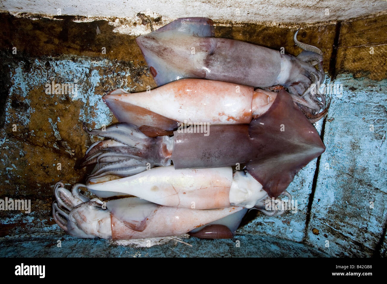 Jumbo Squid also called Humboldt Squid Hand Caught at Night Dosidicus ...