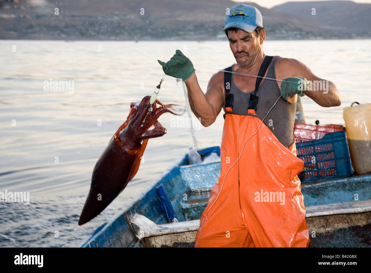 Mexican Fisherman caught Jumbo Squid Humboldt Squid Dosidicus gigas ...