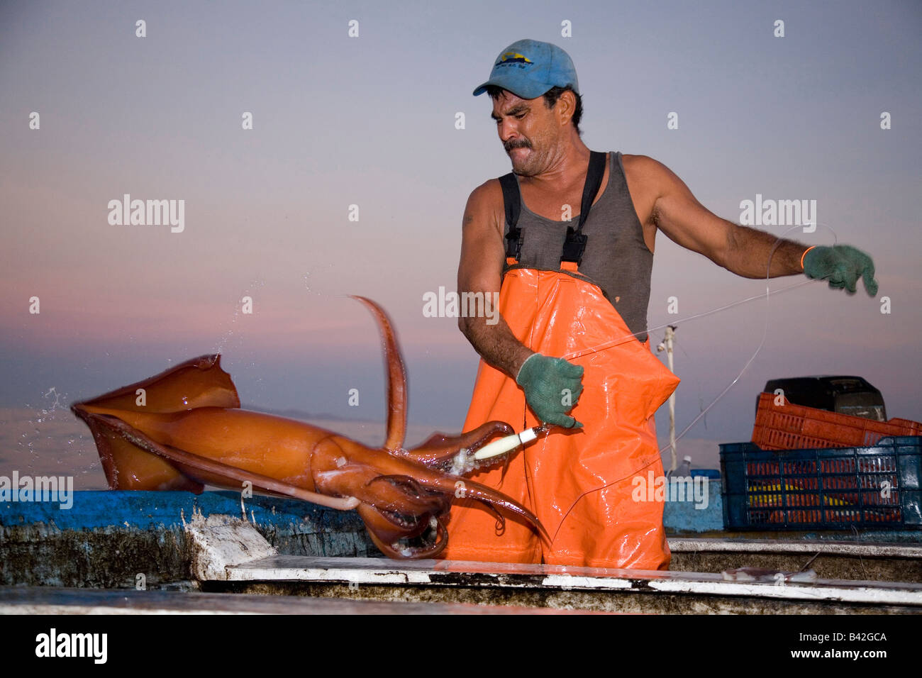 Mexican Fisherman caught Jumbo Squid Humboldt Squid at Night Dosidicus ...