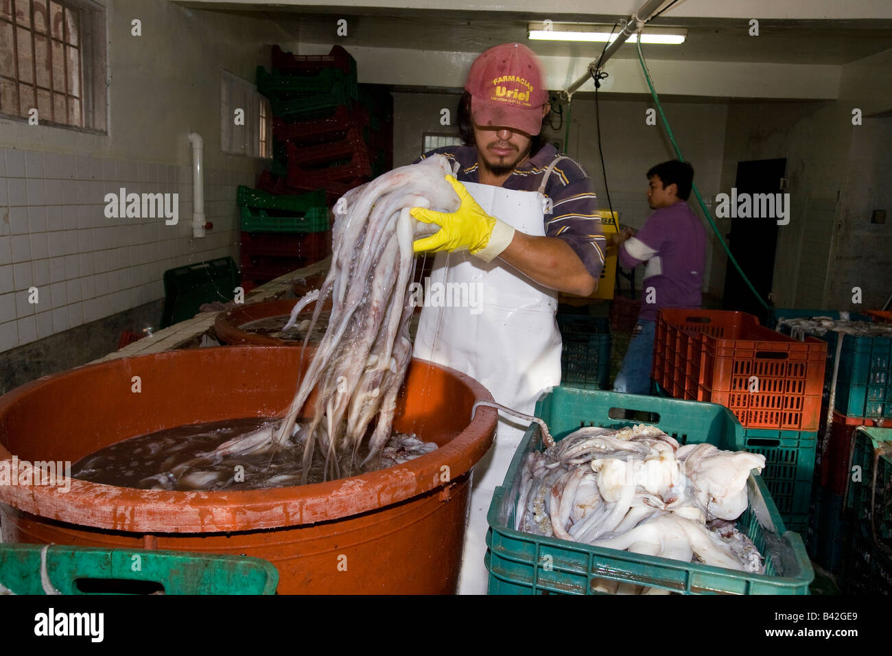 Jumbo Squid Humboldt Squid Hand Caught at Night Dosidicus gigas Santa ...