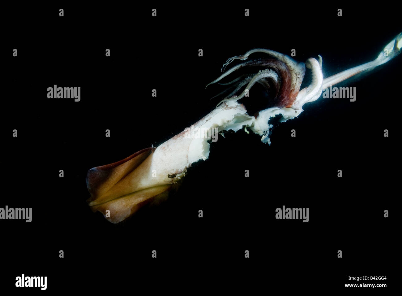 Jumbo Humboldt Squid eaten from Squid of same Species Cannibalism ...