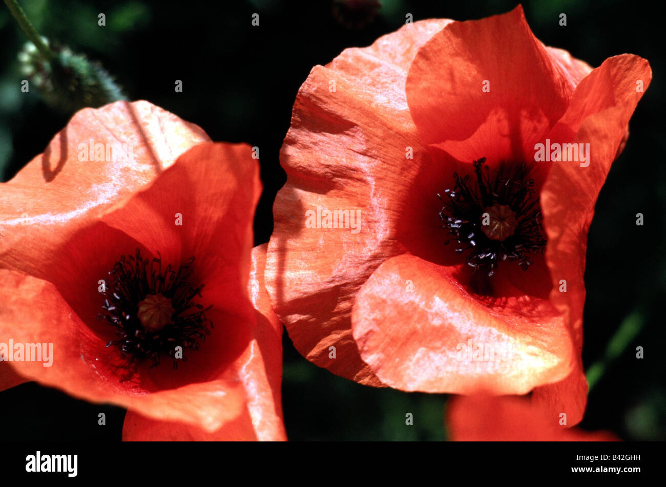 botany, Papaver, species: "Corn puppy", (Papaver rhoeas), blossoms, red ...