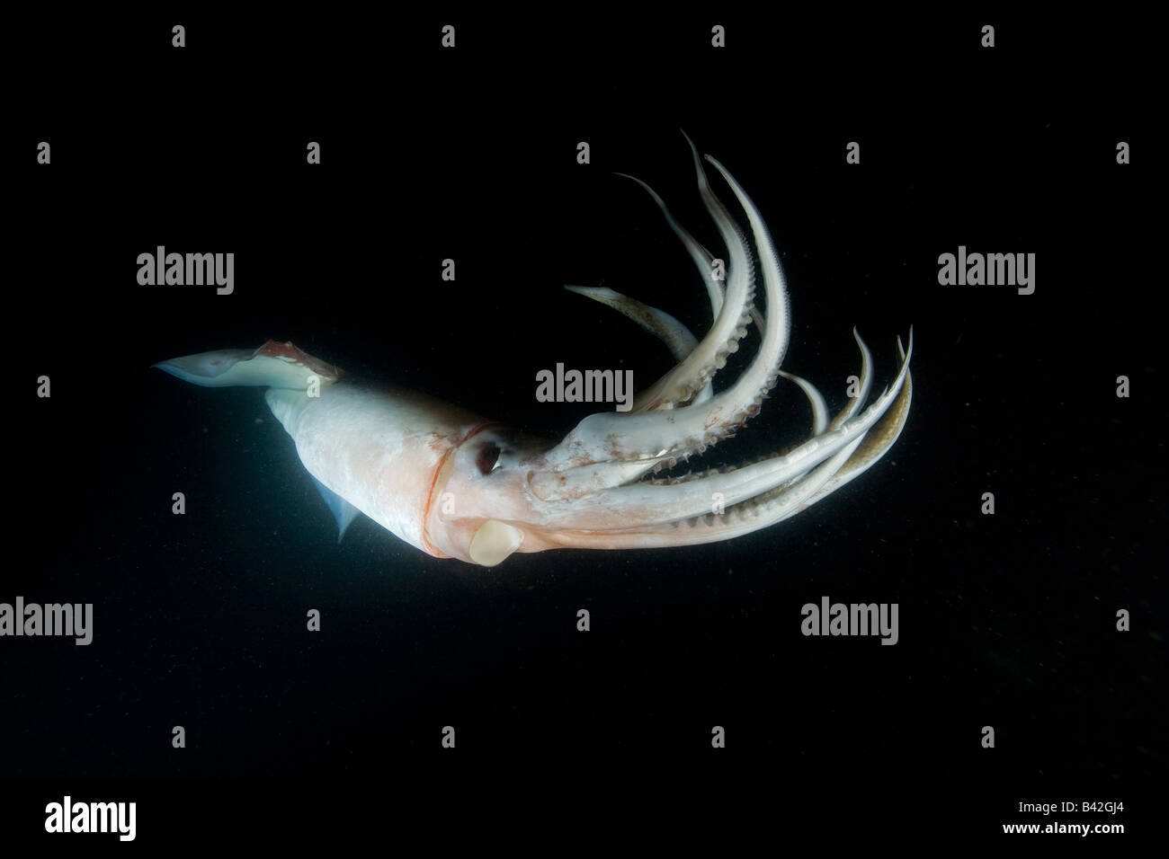 Jumbo Squid Humboldt Squid at Night Dosidicus gigas Loreto Sea of ...