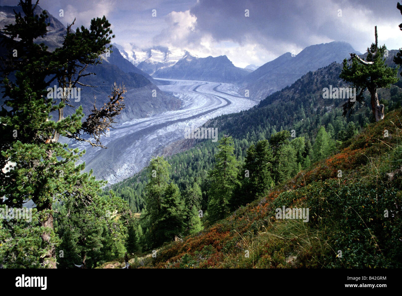 geography / travel, Switzerland, Valais, Aletsch Forest, Aletsch ...