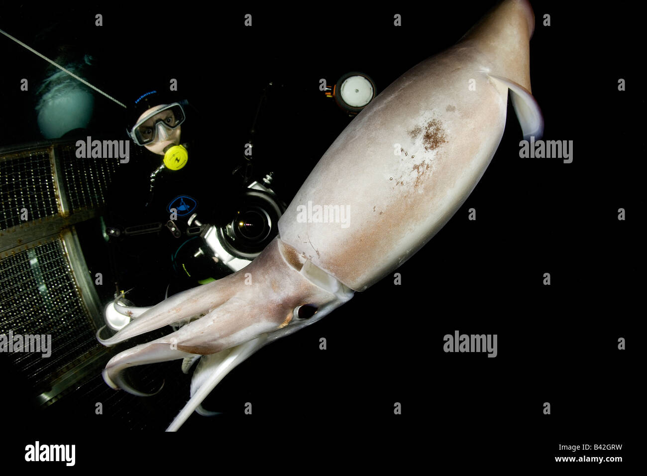 Scuba Diver with Jumbo Squid Humboldt Squid at Night Dosidicus gigas ...