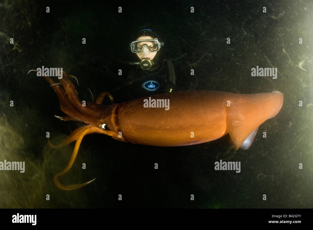 Scuba Diver with Jumbo Squid Humboldt Squid at Night Dosidicus gigas ...