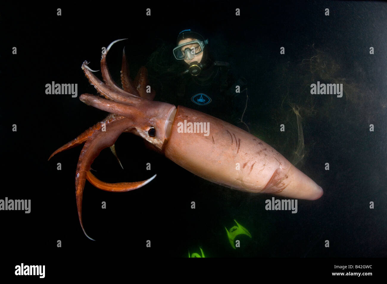Scuba Diver with Jumbo Squid Humboldt Squid at Night Dosidicus gigas Loreto Sea of Cortez Baja ...