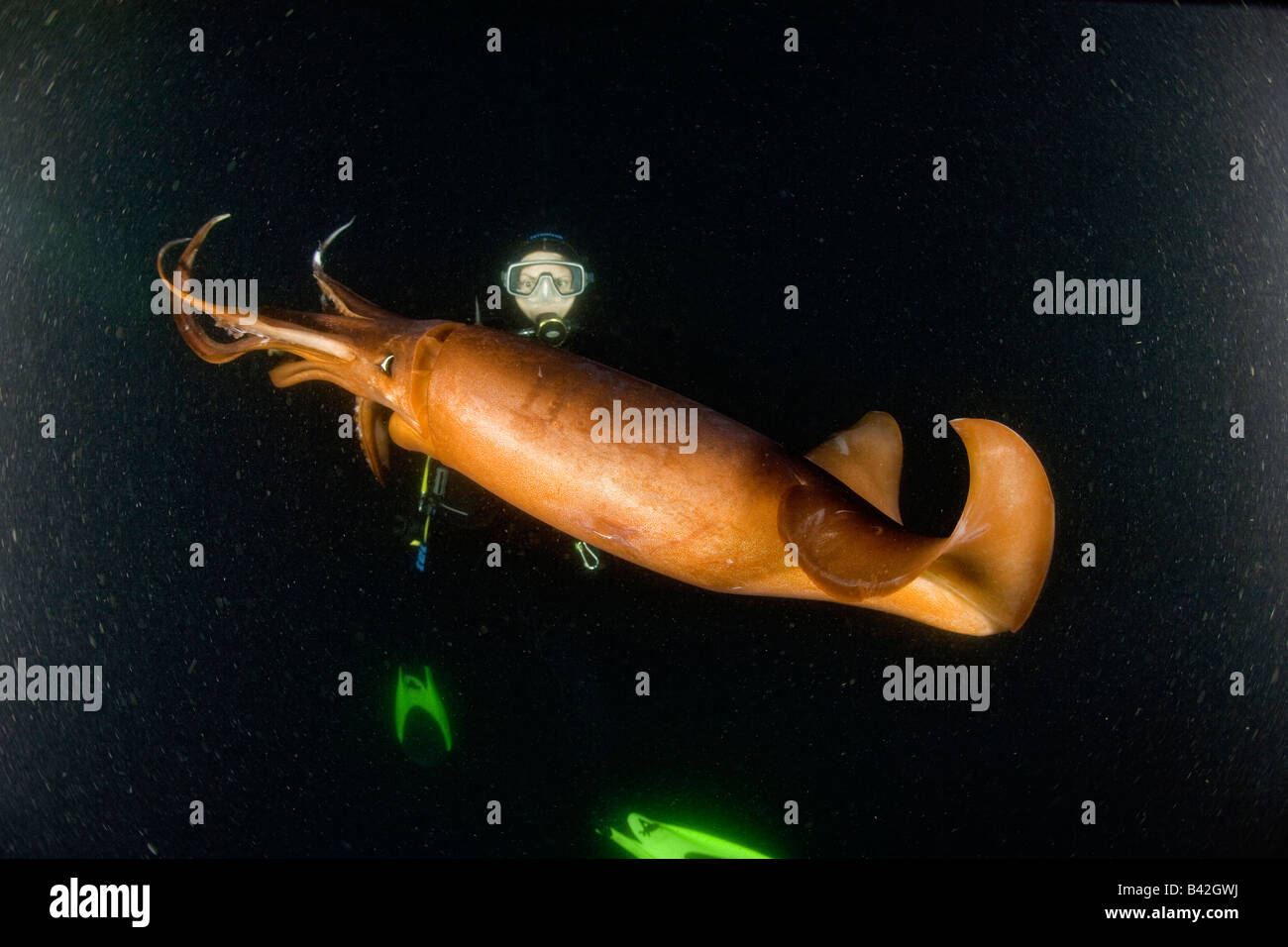 Dosidicus gigas hi-res stock photography and images - Alamy