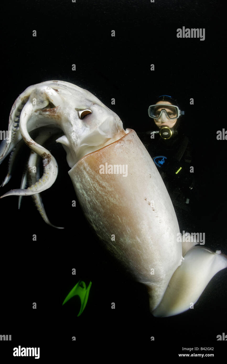 Jumbo Squid Humboldt Squid and Scuba Diver at Night Dosidicus gigas ...