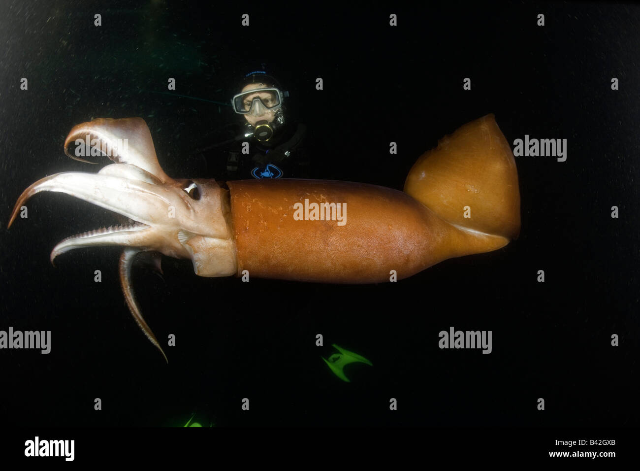 Scuba Diver with Jumbo Squid Humboldt Squid at Night Dosidicus gigas ...