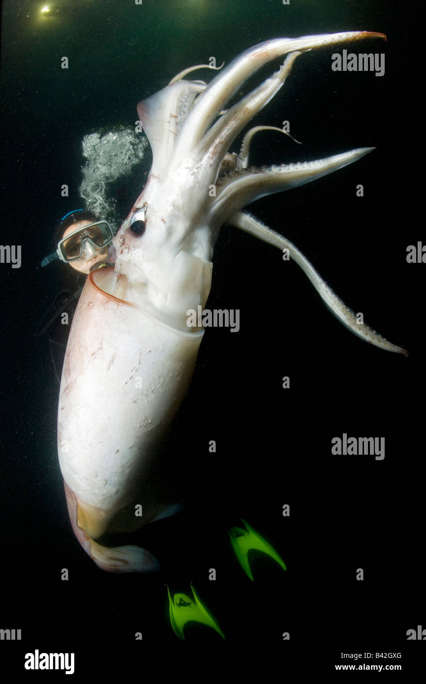 Jumbo Squid Humboldt Squid and Scuba Diver at Night Dosidicus gigas ...