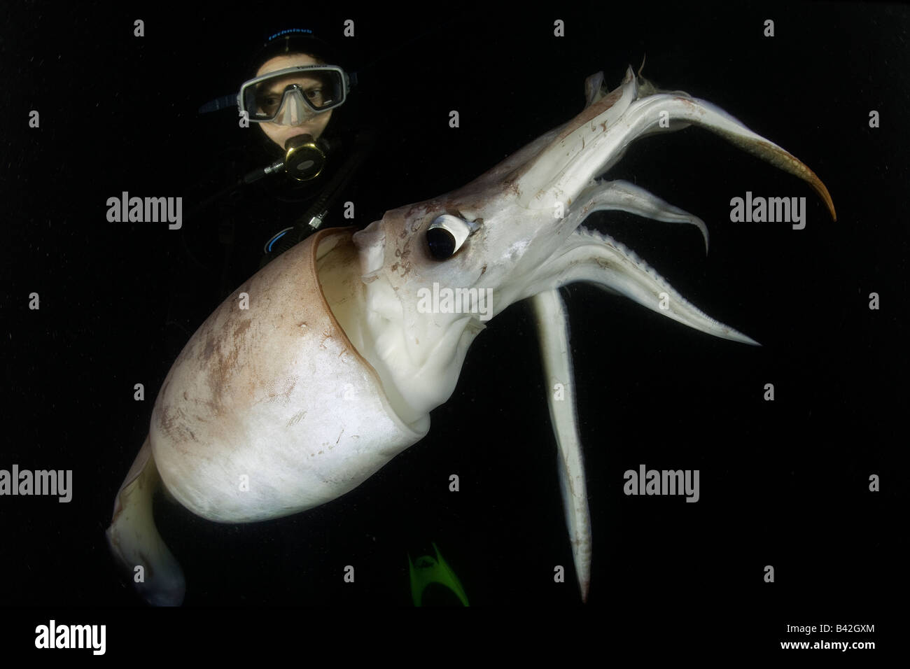 Scuba Diver with Jumbo Squid Humboldt Squid at Night Dosidicus gigas ...