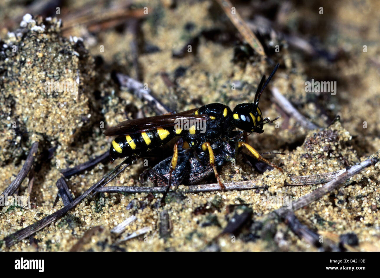 zoology / animals, insects, wasps, Field Digger Wasp, (Mellinus ...