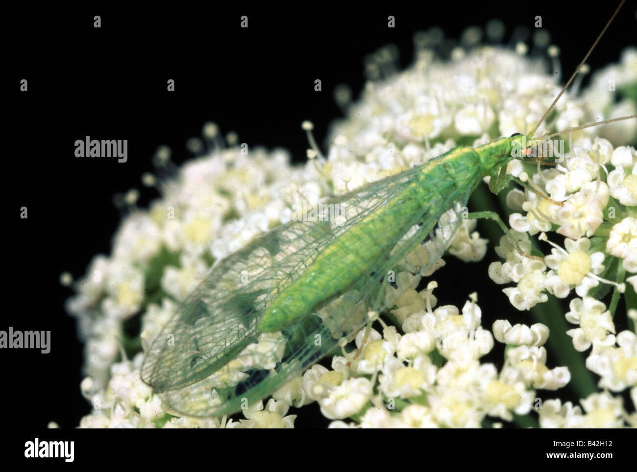 Common Lacewings High Resolution Stock Photography and Images - Alamy