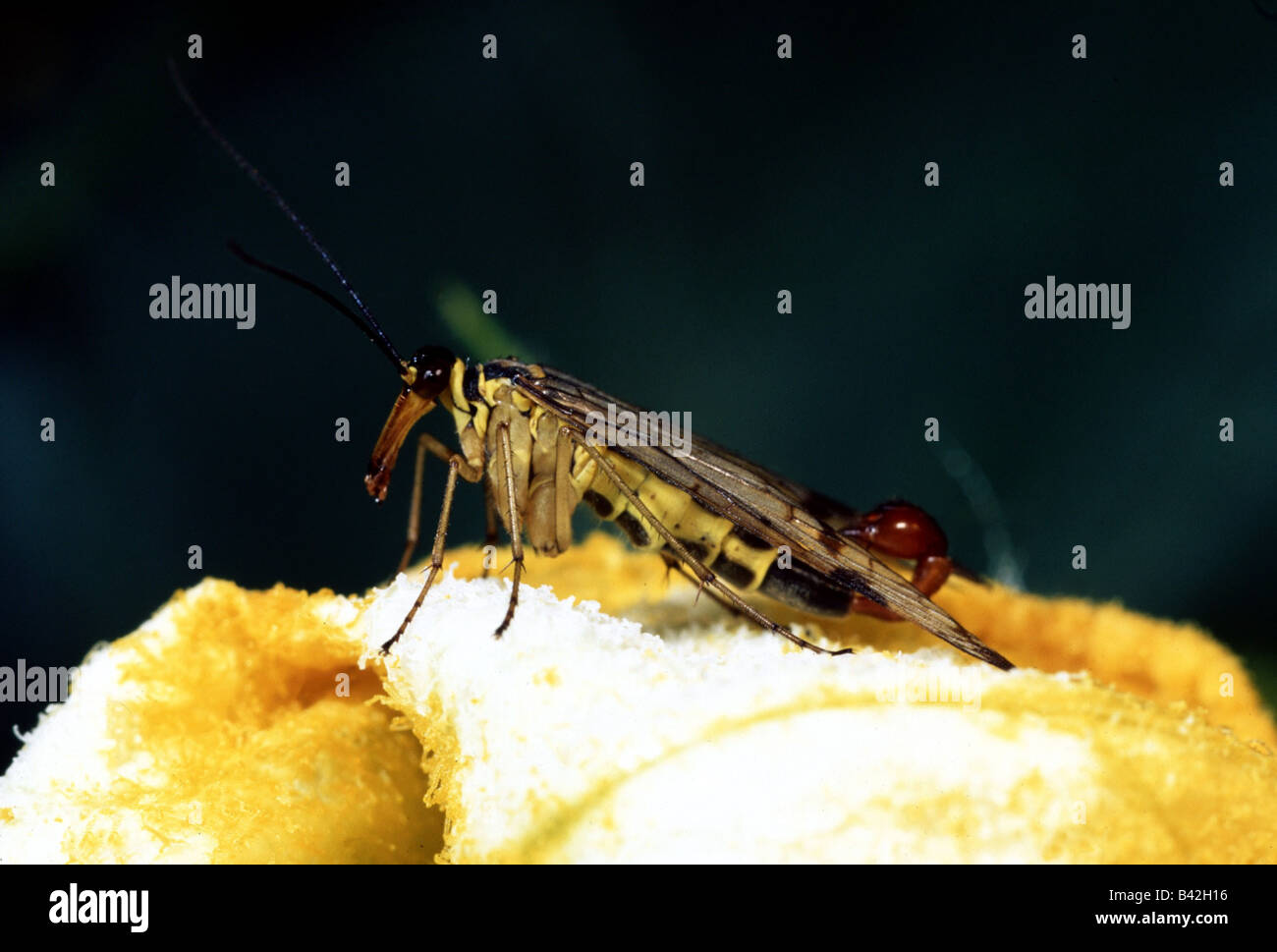 zoology / animals, insects, scorpionflies, Common scorpionfly, (Panorpa ...